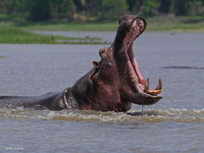 Cetaceans and Hippopotamuses (Whippomorpha) - Marine Life Identification