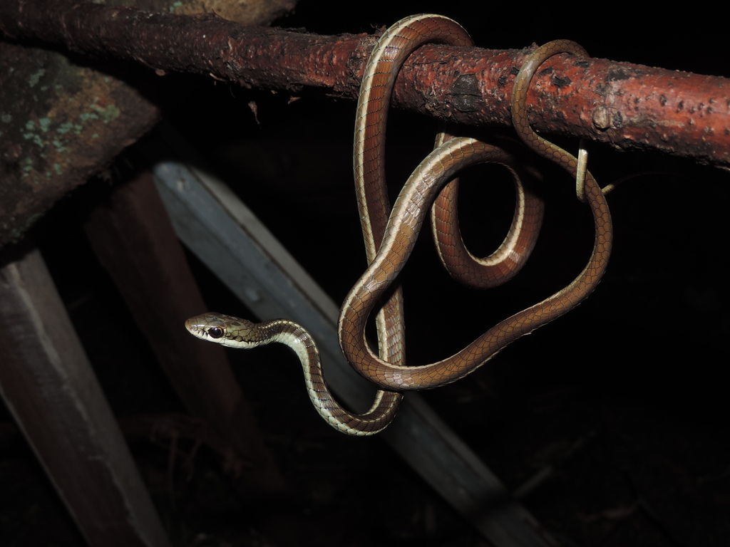Burmese Bronzeback in November 2019 by fatahabib92 · iNaturalist