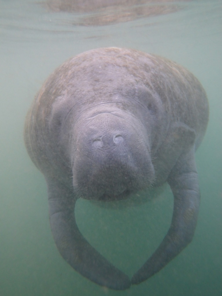 Florida Manatee (ELC Mammal Guide) · iNaturalist