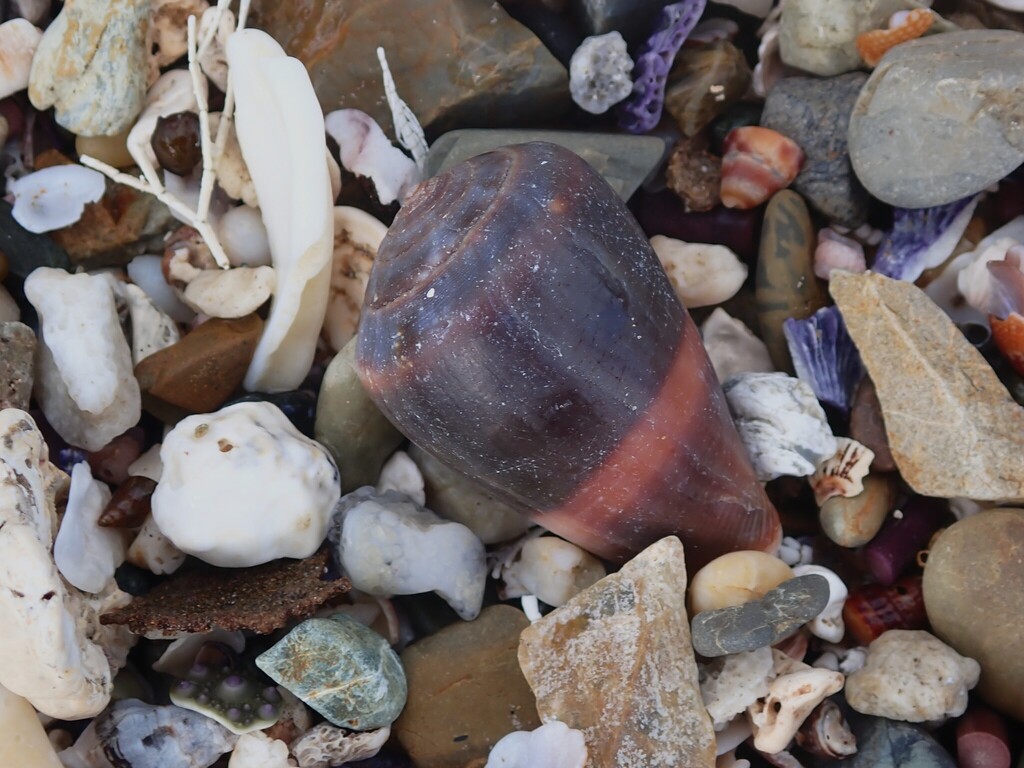 Papilla Cone from Arrawarra NSW 2456, Australia on March 14, 2026 at 09 ...