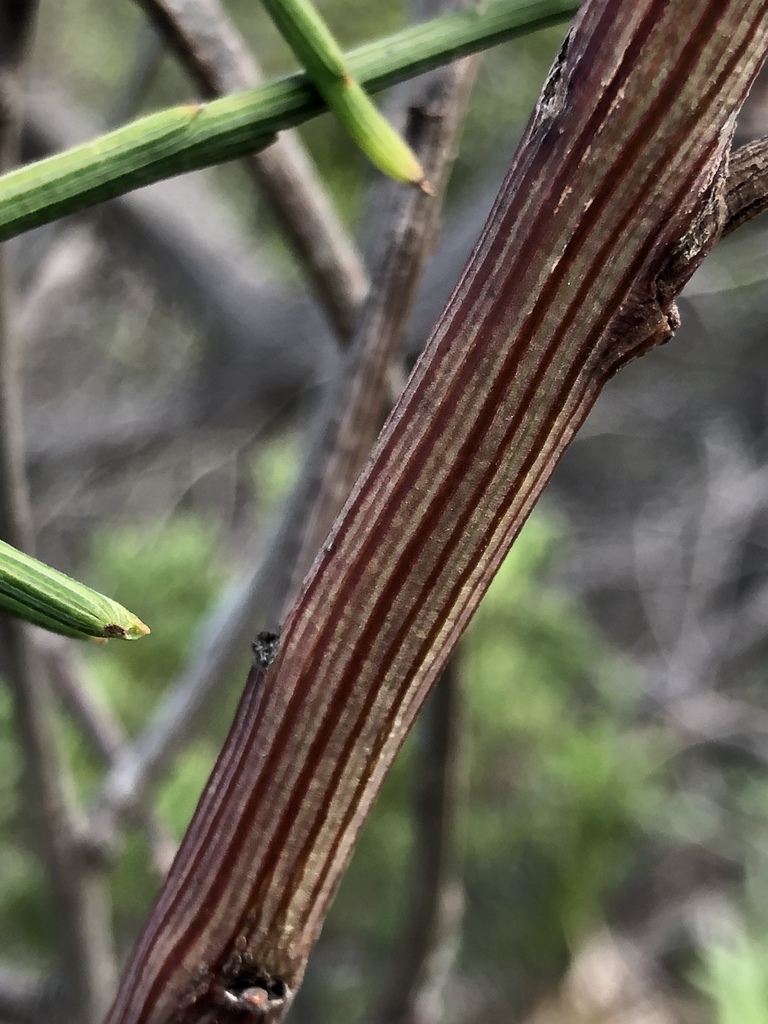 winged broom-pea (Jacksonia scoparia) - Botanical Realm
