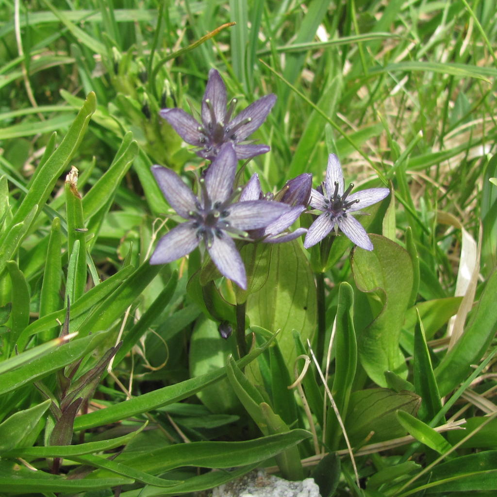 felwort from Blue Lakes Trail, Summit Co., CO on July 31, 2016 at 12:06 ...