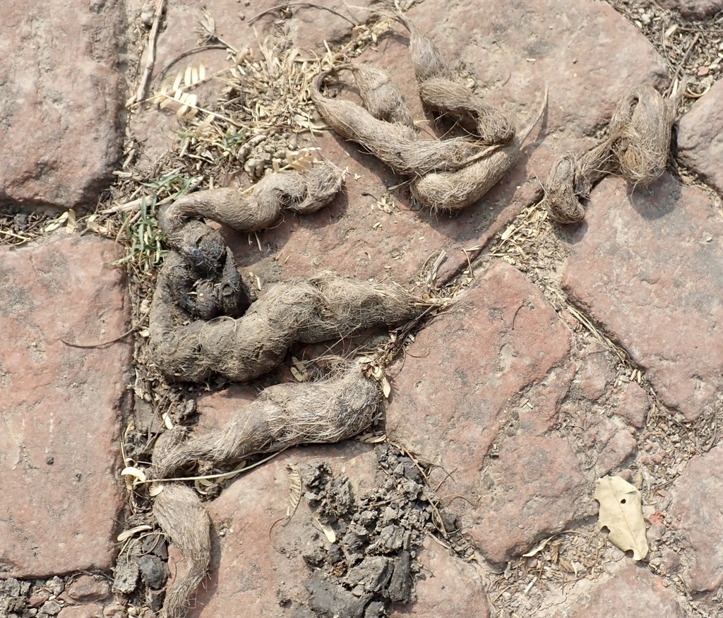 Carnivorans in February 2020 by John Brew. Likely hyena scat · iNaturalist