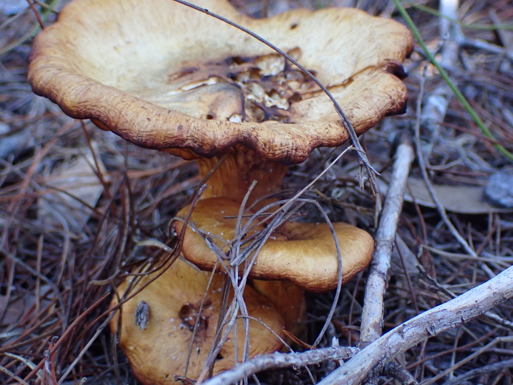 southern jack-o'-lantern from Palm Beach, Florida, United States on ...