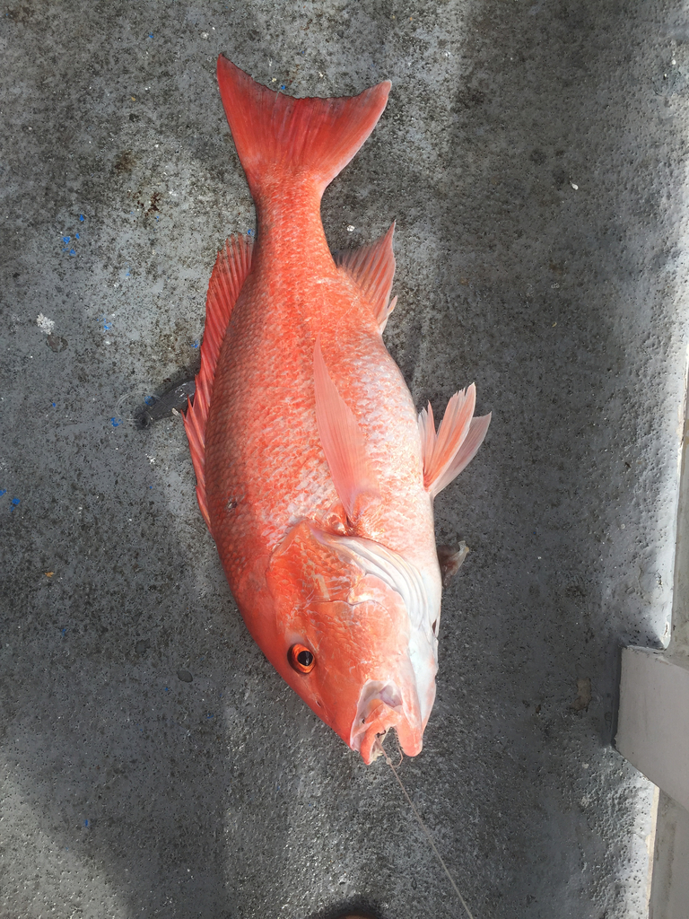 Northern Red Snapper in February 2017 by Jon McIntyre · iNaturalist