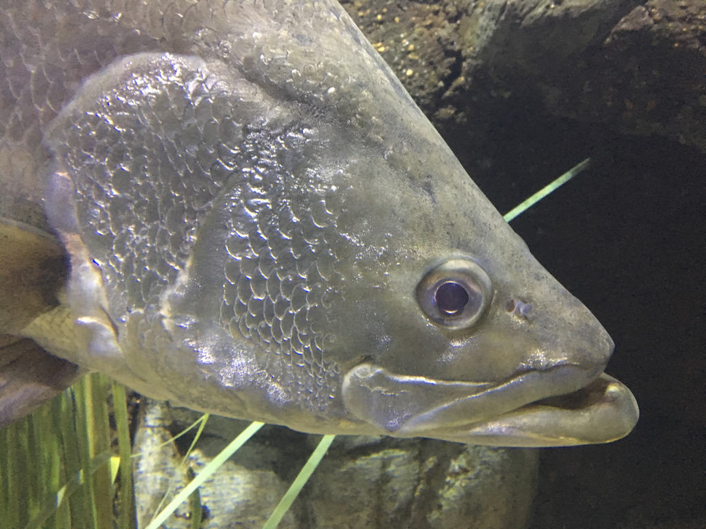 Nile Perch (Lates niloticus) - Marine Life Identification