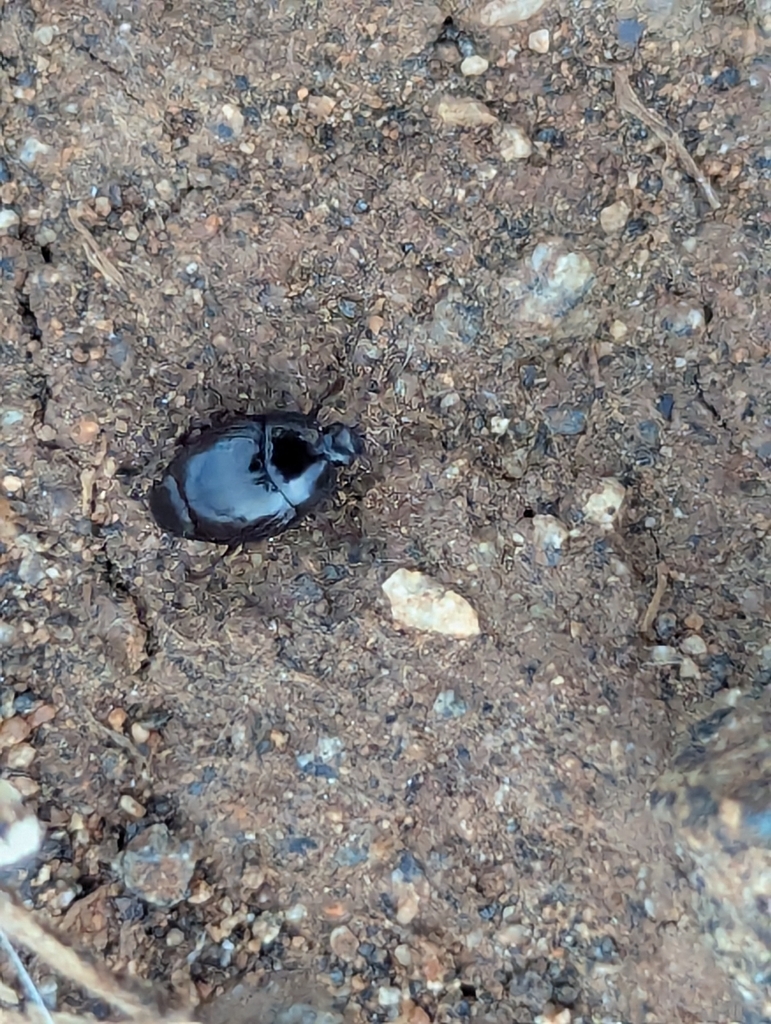 Hister Beetles from Jamul, CA, USA on March 13, 2026 at 06:22 PM by ...
