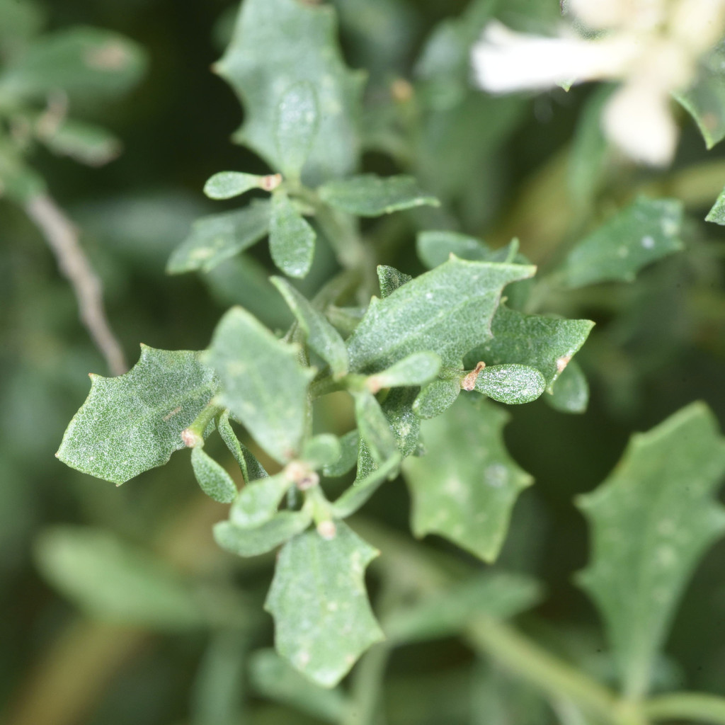 Chaparral Coyote Brush (Baccharis pilularis consanguinea) - Botanical Realm