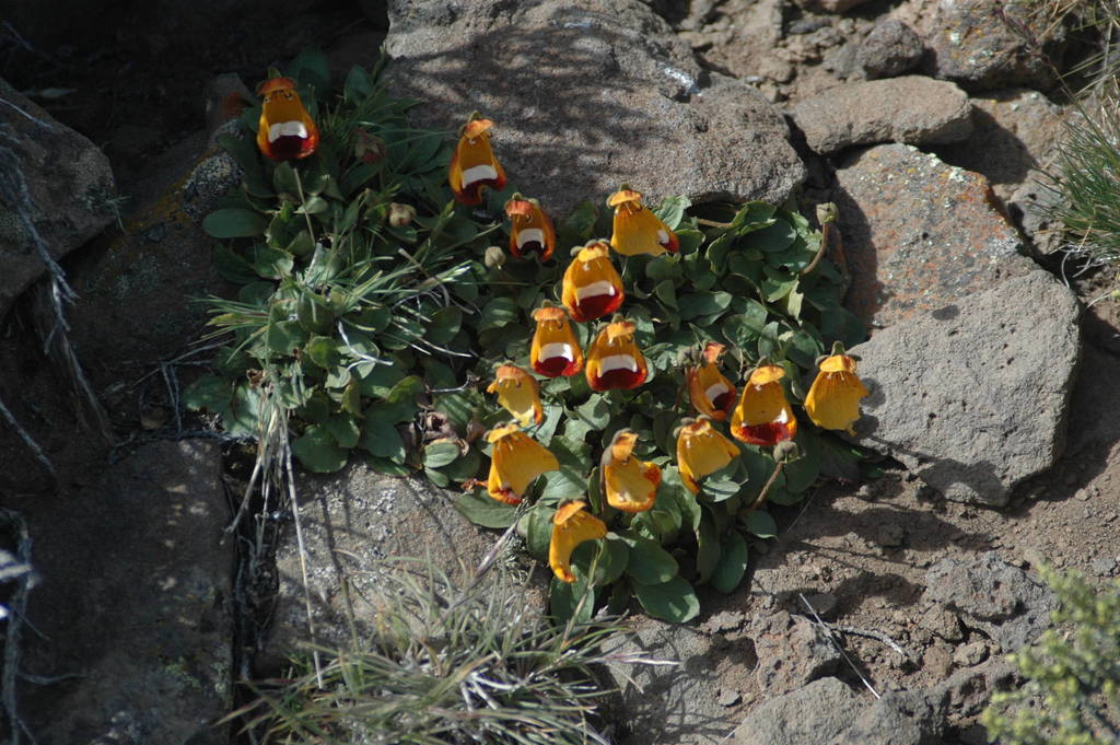 Darwin's Slipper from Lago Buenos Aires Department, Santa Cruz Province ...