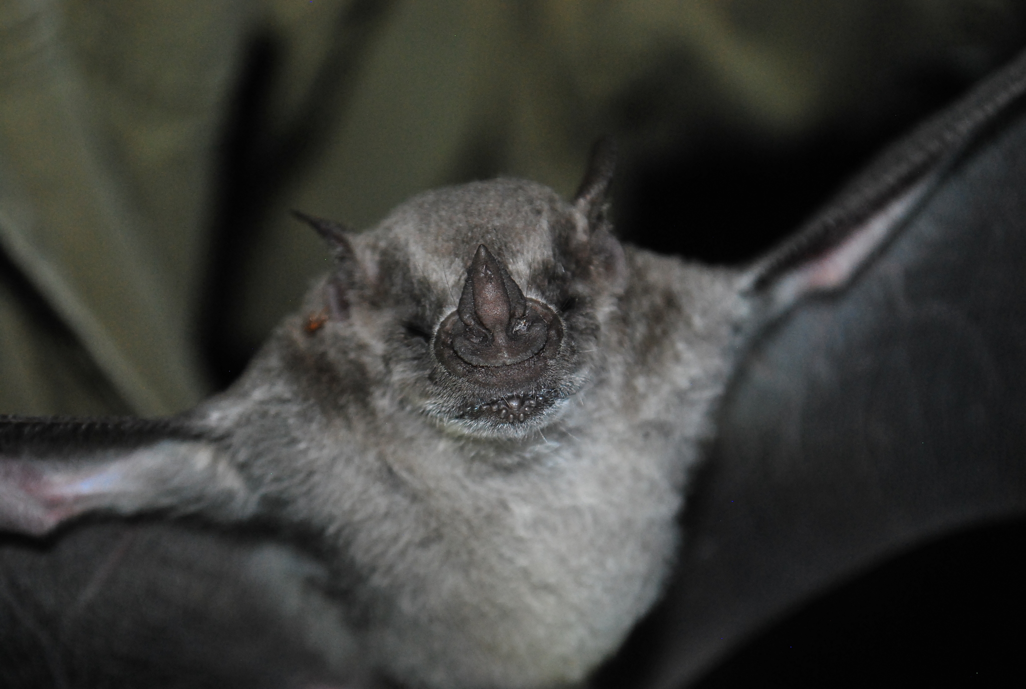 Artibeus hirsutus K.Andersen, 1906