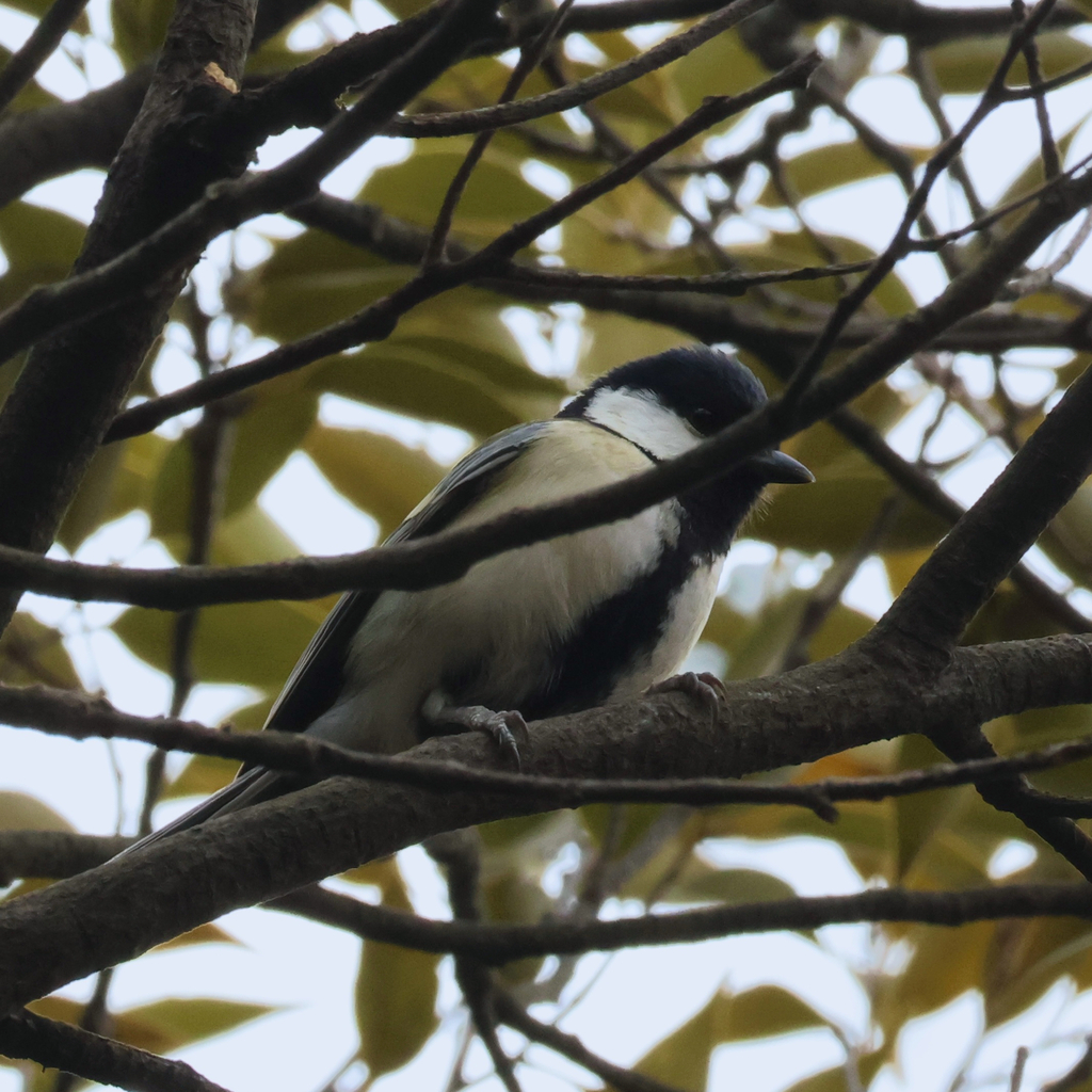 Asian Tit From Tsunashimadai Yokohama Kanagawa Jp On February 26