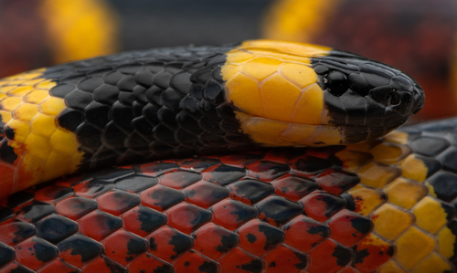 Texas Coralsnake (Micrurus tener) - Snakes and Lizards