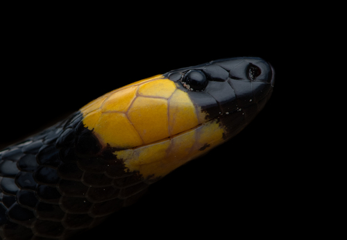 Elapid Snakes (Elapidae) - Snakes and Lizards
