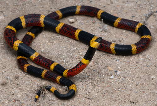 Elapid Snakes (Elapidae) - Snakes and Lizards