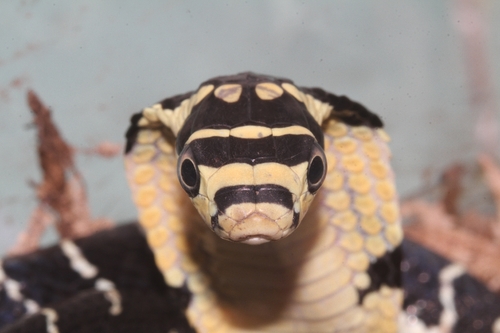 Elapid Snakes (Elapidae) - Snakes and Lizards