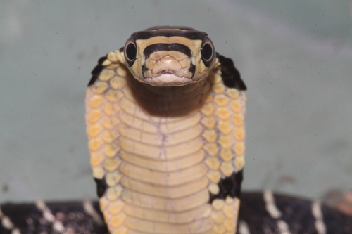 Elapid Snakes (Elapidae) - Snakes and Lizards