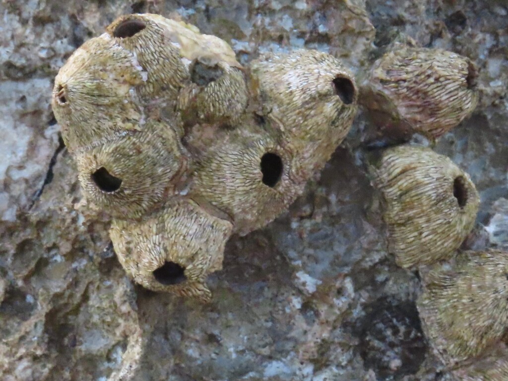 Green Volcano Barnacle from 17K North Marsa Alam، Marsa Alam, Red Sea ...
