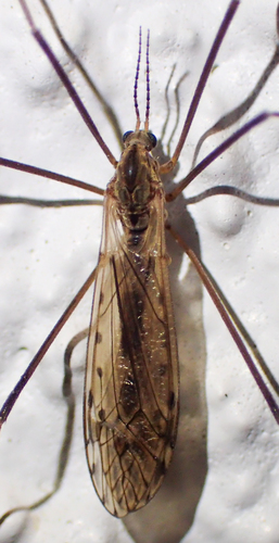 Range Crane Fly (Tipula simplex) · iNaturalist