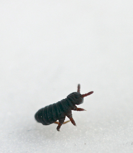 Water Springtails (Family Poduridae) · iNaturalist