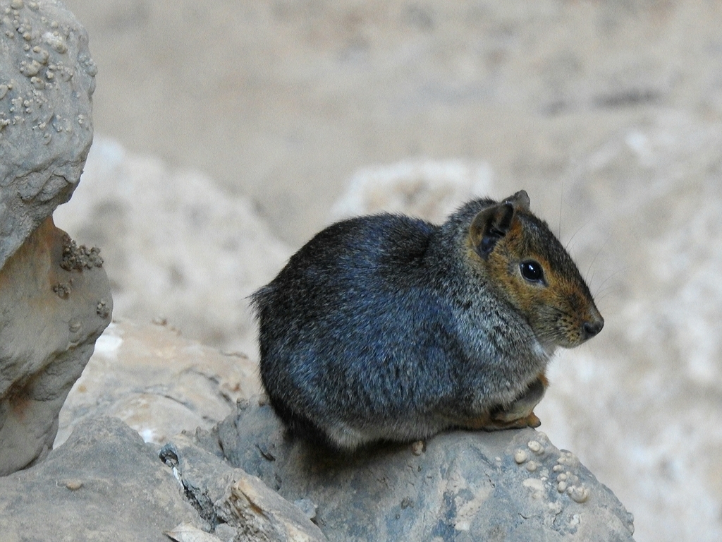 Rock Cavy (Kerodon rupestris) - Know Your Mammals