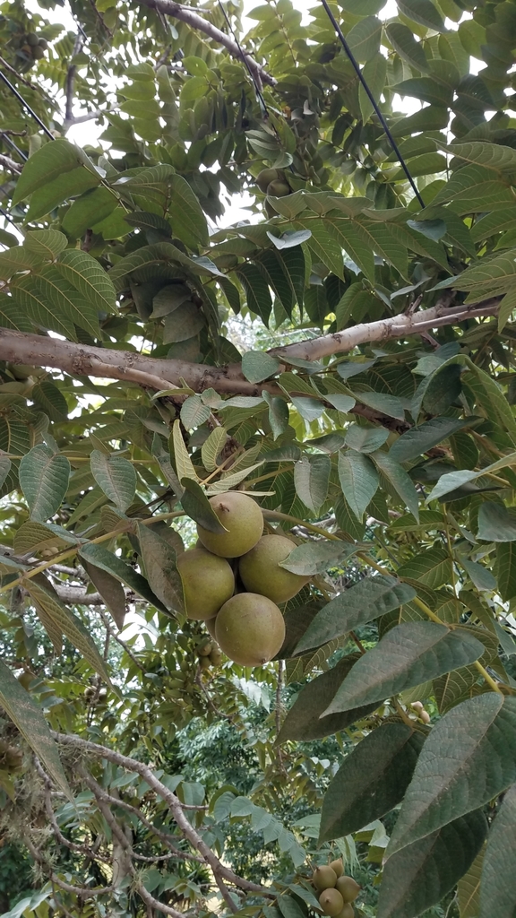 Andean Walnut in February 2020 by Robert Ward · iNaturalist