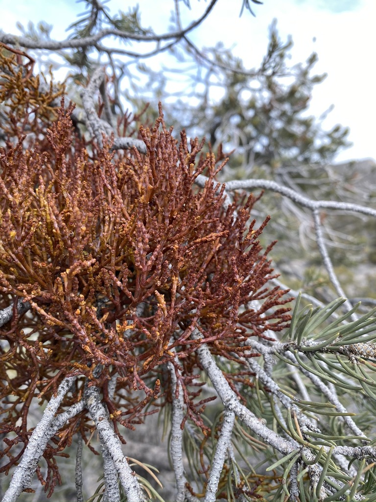 Pinyon Dwarf-Mistletoe from Clark, Nevada, United States on February 29 ...