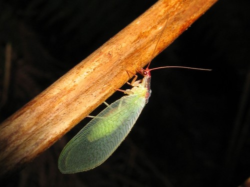 Anomalochrysa raphidioides · iNaturalist