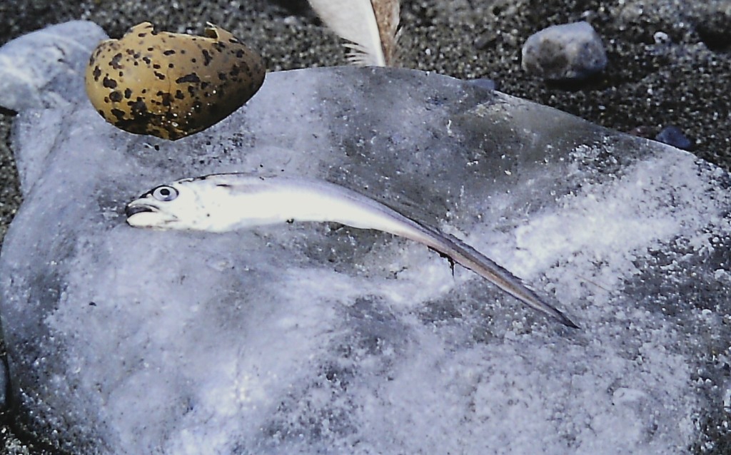 Blue Grenadier (Macruronus novaezelandiae) - Marine Life Identification