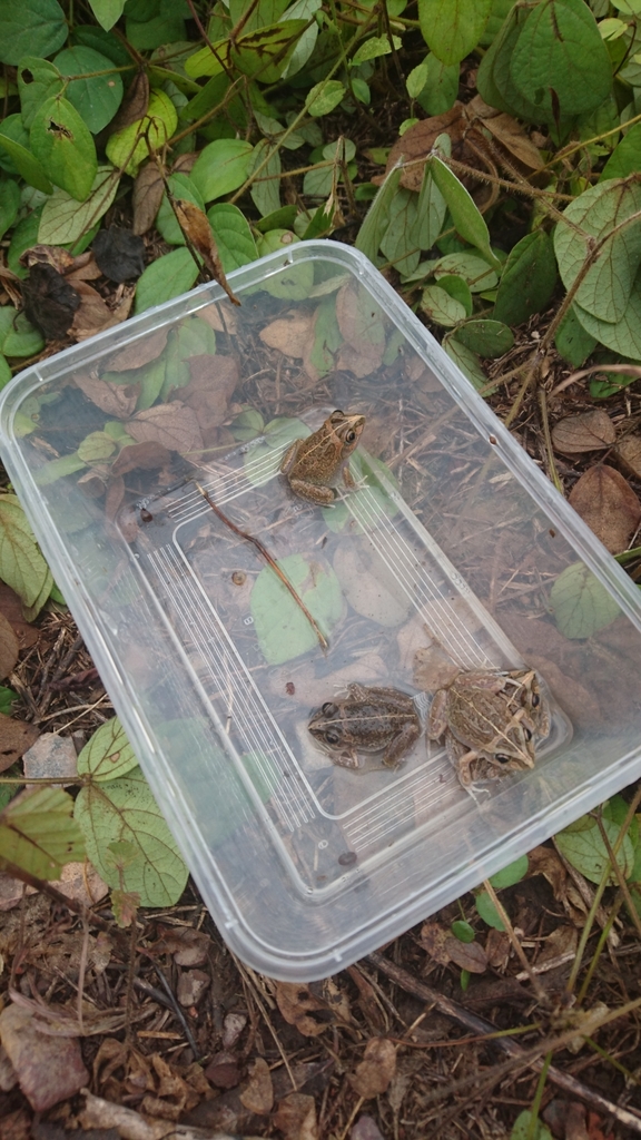 Long-footed Frog from Mount Bundey NT 0822, Australia on February 15 ...