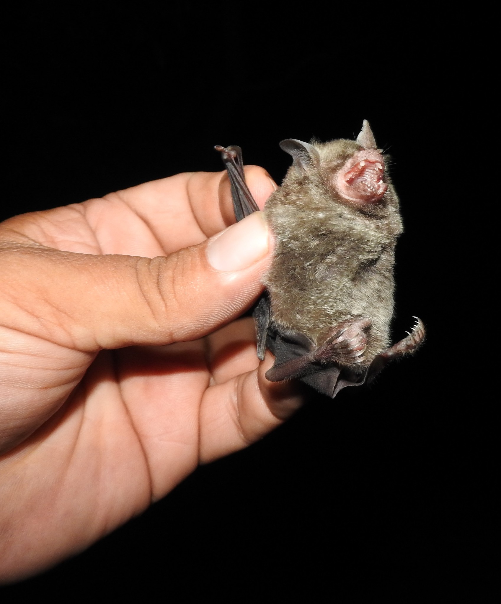 Carollia perspicillata (Linnaeus, 1758)
