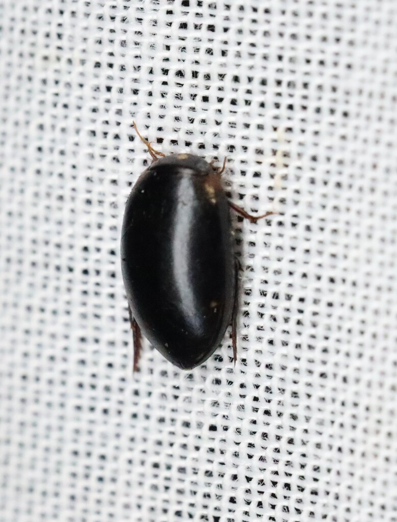 Platynectes from Kerry QLD 4285, Australia on March 11, 2026 at 07:54 ...