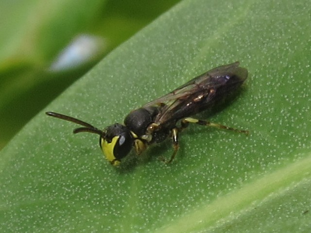 Hylaeus mamo in January 2013 by Karl Magnacca. Photo of the holotype ...