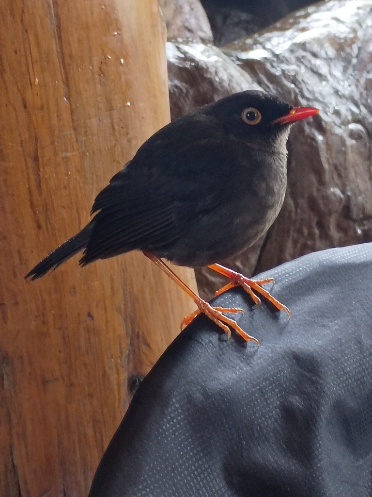 Slaty-backed Nightingale-Thrush from Alajuela Province, Alajuela, Costa ...