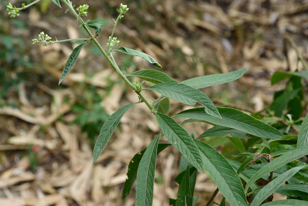 Sambong (Blumea balsamifera) - Botanical Realm