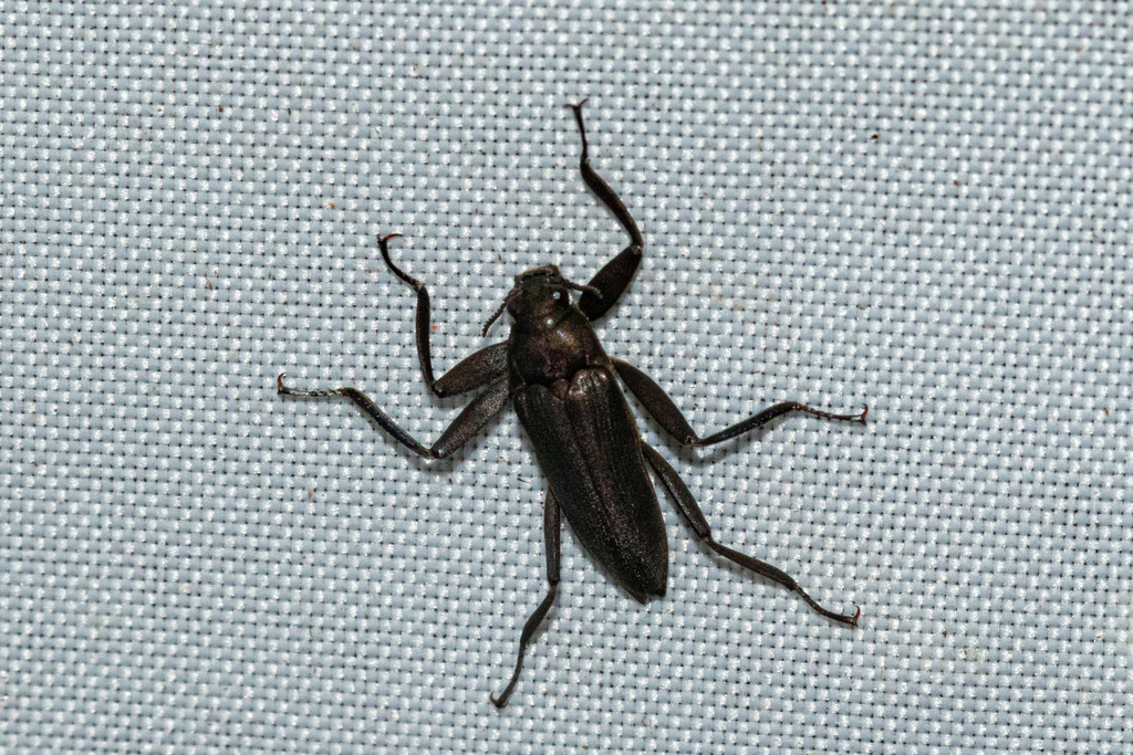 Potamodytes from Cacolo, Angola on February 17, 2026 at 08:48 PM by ...
