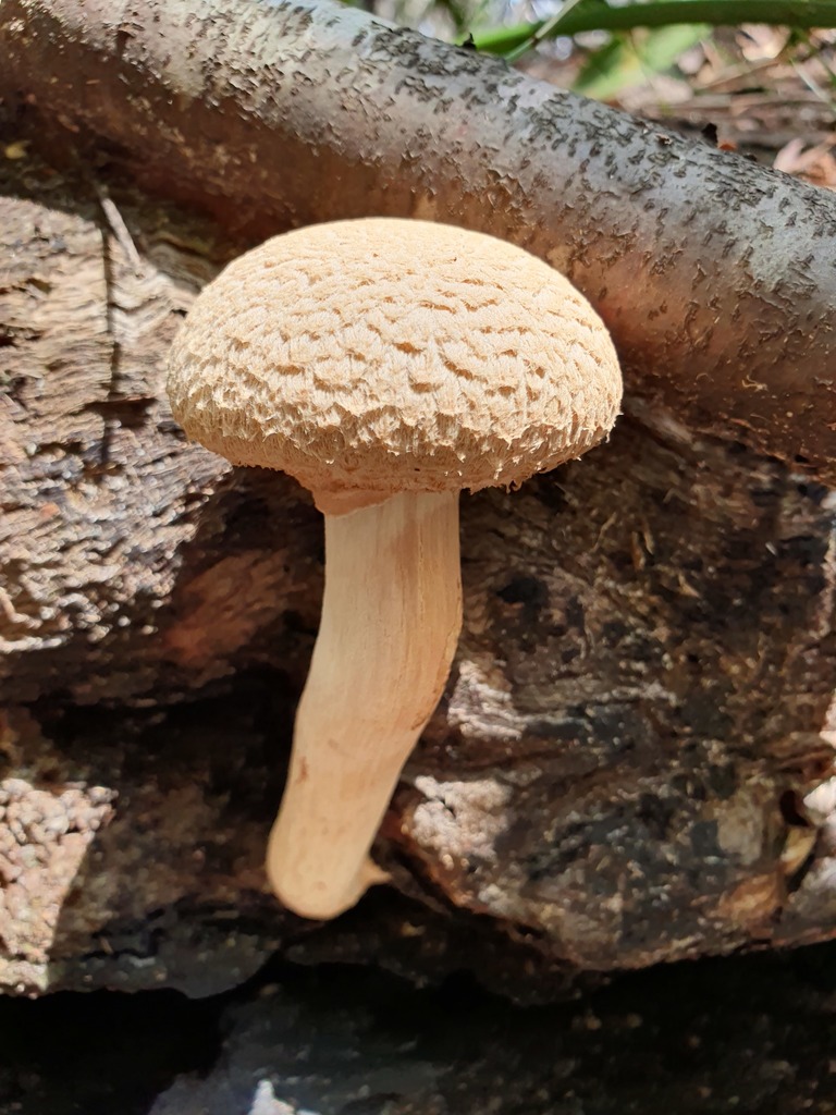 Boletellus ananiceps from Brisbane Water, Gosford - West, New South ...
