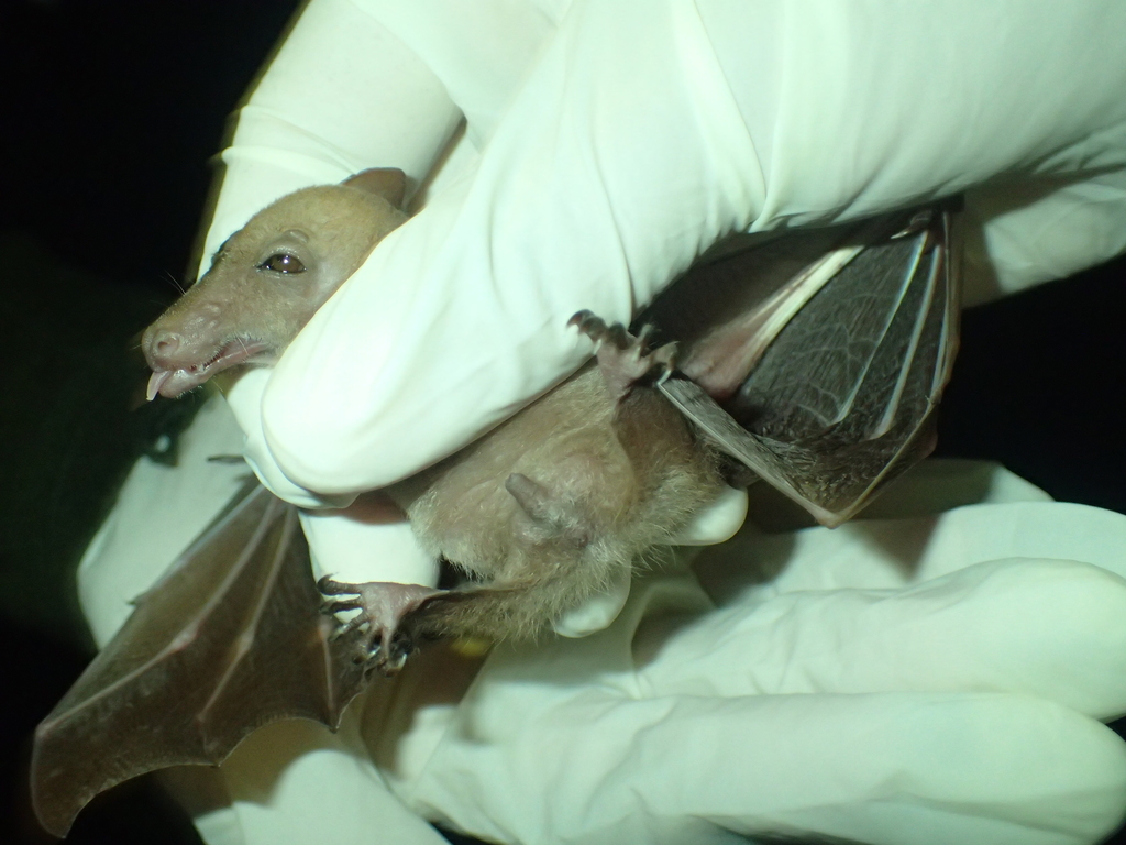 Lesser Long-tongued Fruit Bat from Kampus IPB Dramaga, Jl. Raya Dramaga ...