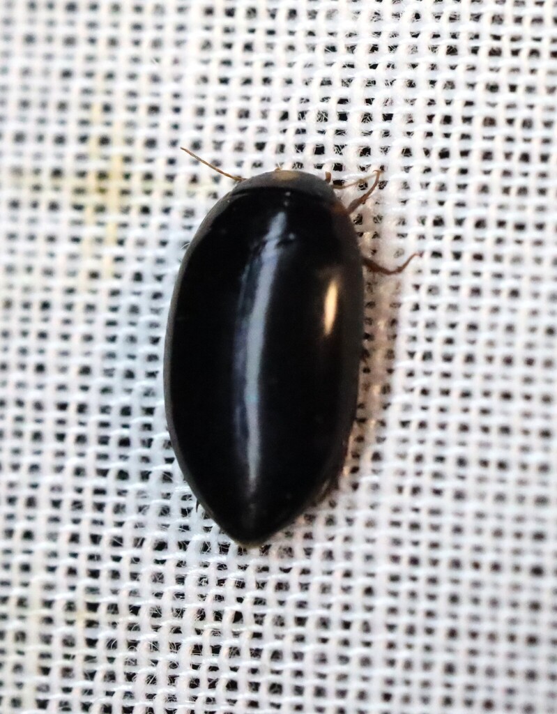 Platynectes from Kerry QLD 4285, Australia on March 12, 2026 at 07:04 ...