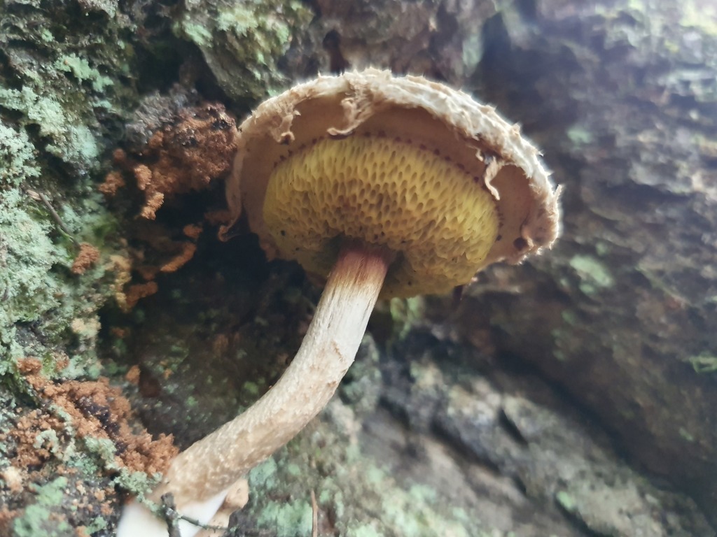 Boletellus ananiceps from Brisbane Water, Gosford - West, New South ...