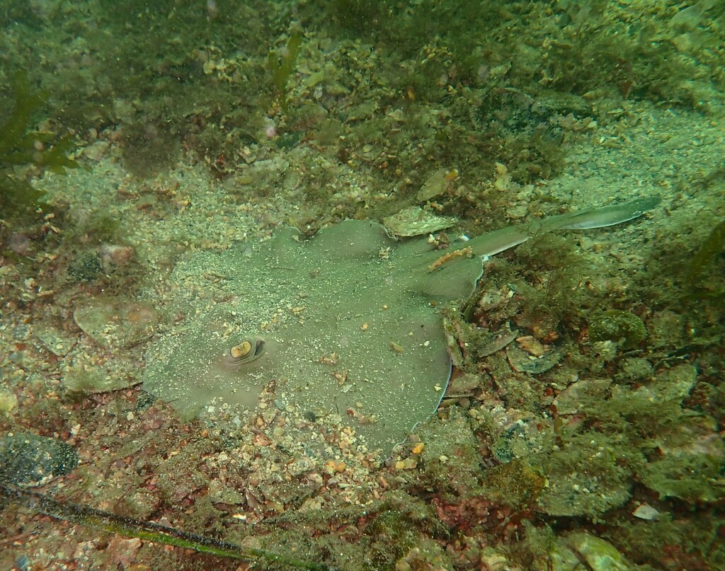 Sparsely-spotted Stingaree from Port Hughes SA 5558, Australia on March ...