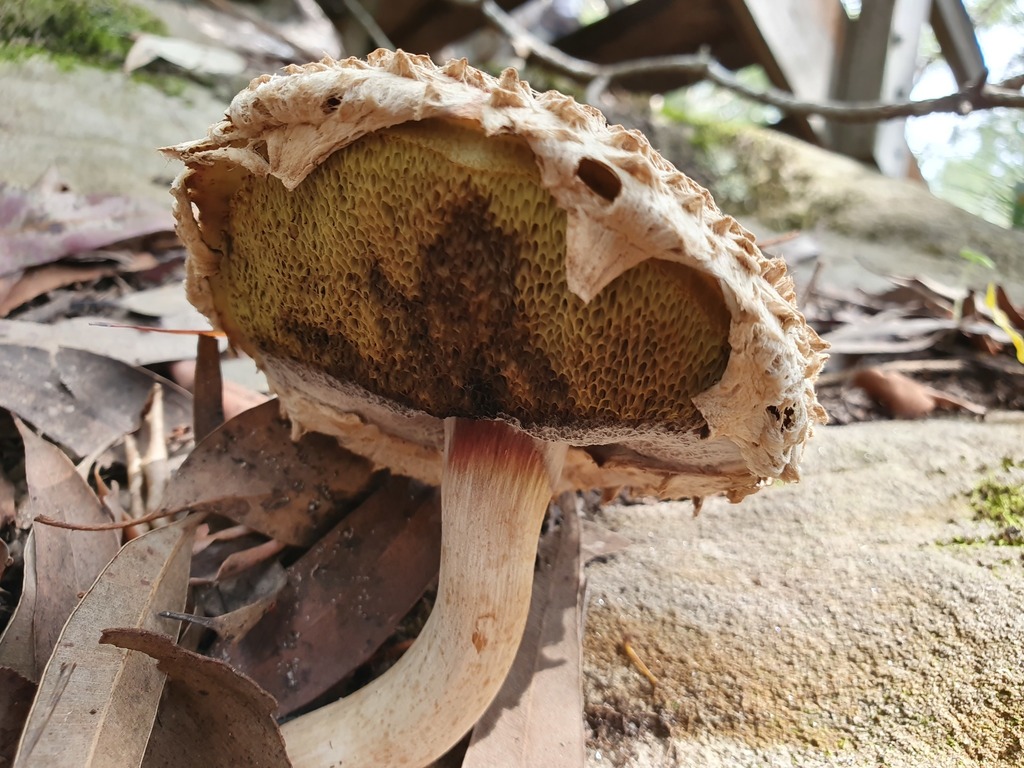 Boletellus ananiceps from Somersby NSW 2250, Australia on February 29 ...