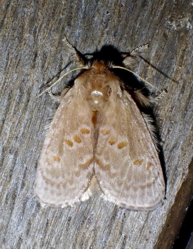Pseudanapaea denotata from Coreen Way, Kalamunda, WA, AU on March 11 ...