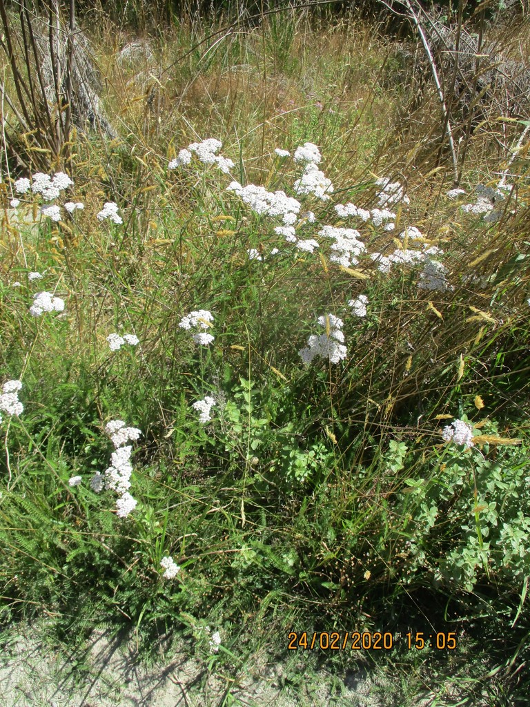 common yarrow from Arrowtown, New Zealand on February 24, 2020 at 03:05 ...