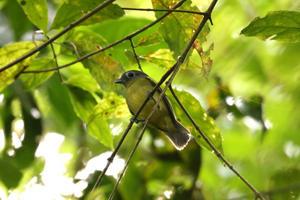 Gray-headed Piprites from Cartago Province, Turrialba, Costa Rica on ...
