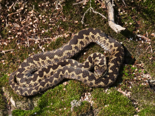 Vipers (Viperidae) - Snakes and Lizards