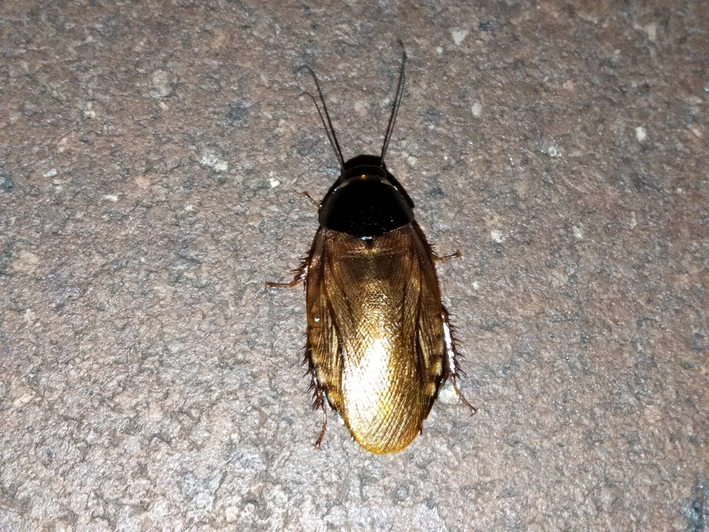 Surinam Cockroach from Mayfield on March 1, 2020 at 08:03 PM by ...
