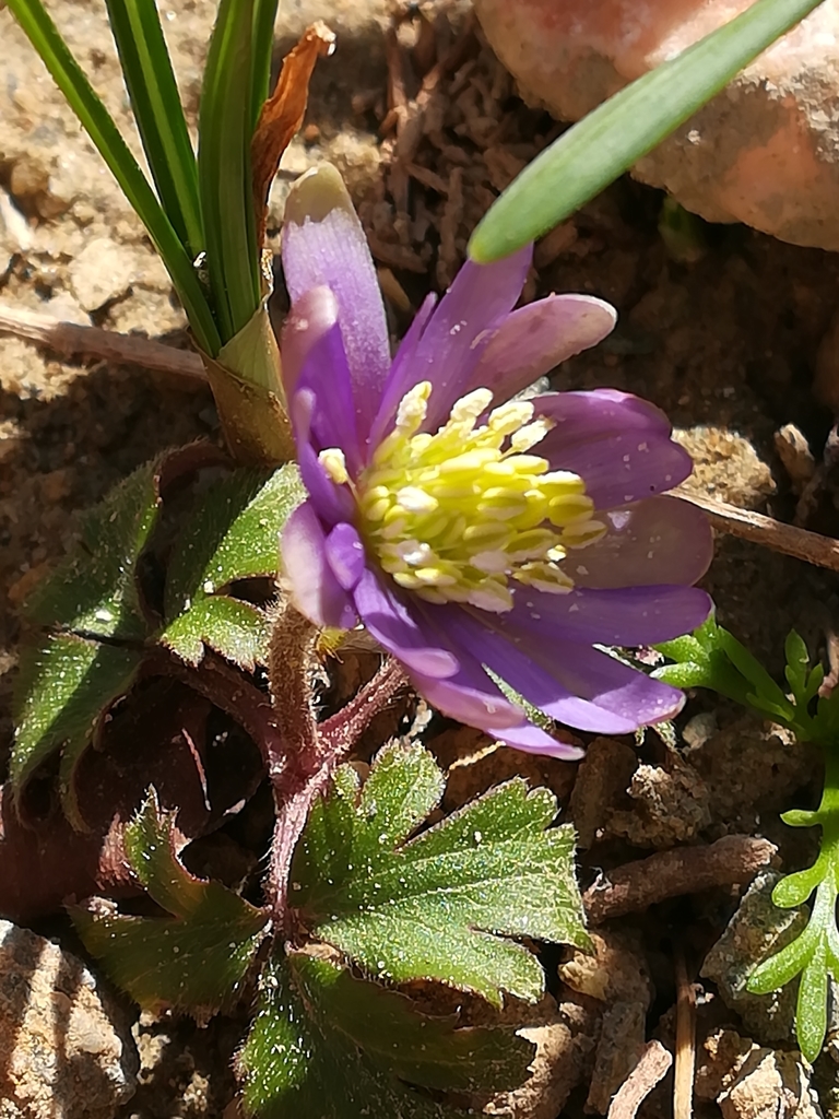 Greek Anemone from Ermoupoli on March 1, 2020 at 11:23 AM by ...