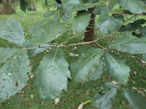 Quercus candicans · iNaturalist