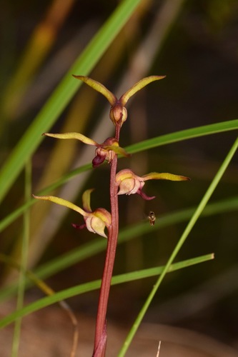 Genoplesium baueri · iNaturalist