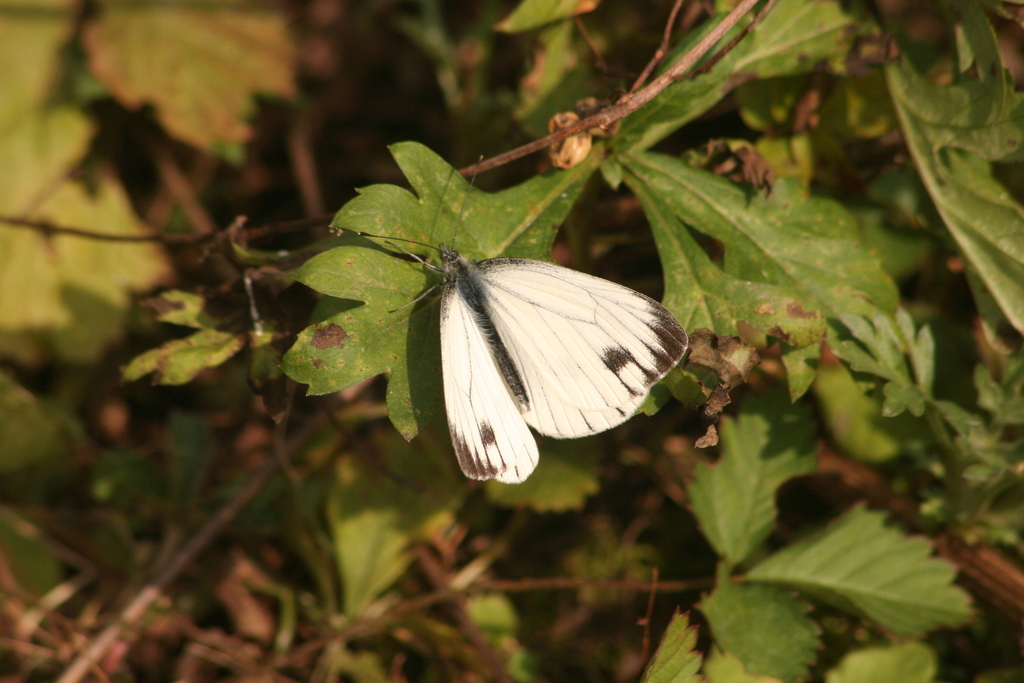 Pieris latouchei from Foping County, Hanzhong, Shaanxi, China on ...